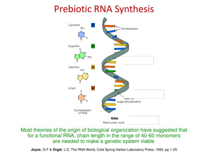 PPT - “RNA World Hypothesis” PowerPoint Presentation - ID:4779632