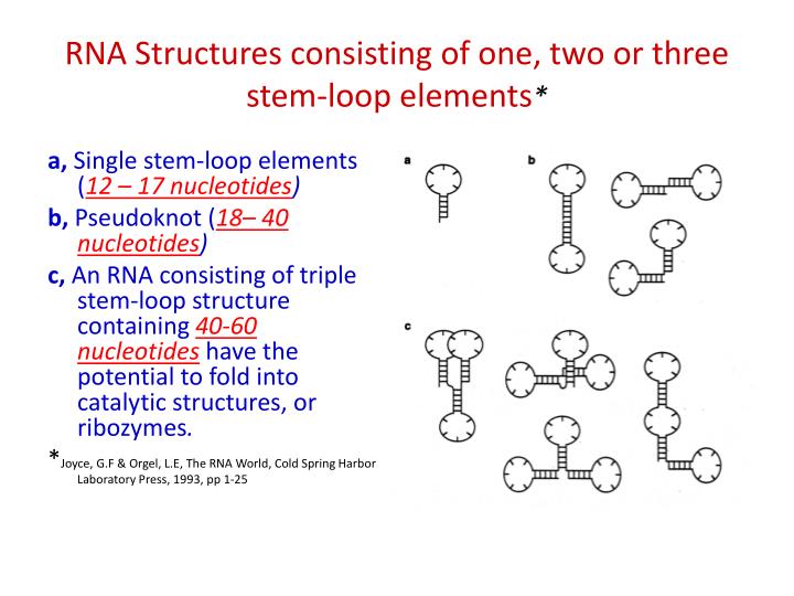 PPT - “RNA World Hypothesis” PowerPoint Presentation - ID:4779632