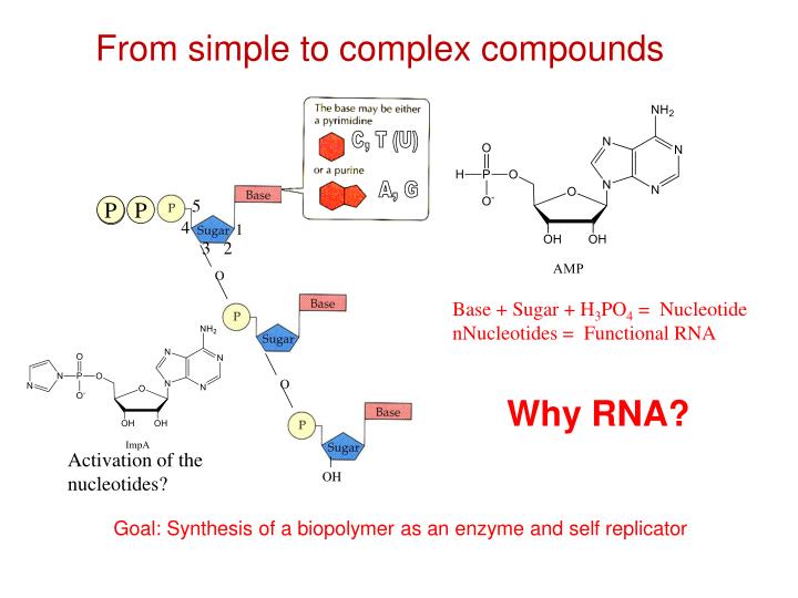 PPT - “RNA World Hypothesis” PowerPoint Presentation - ID:4779632
