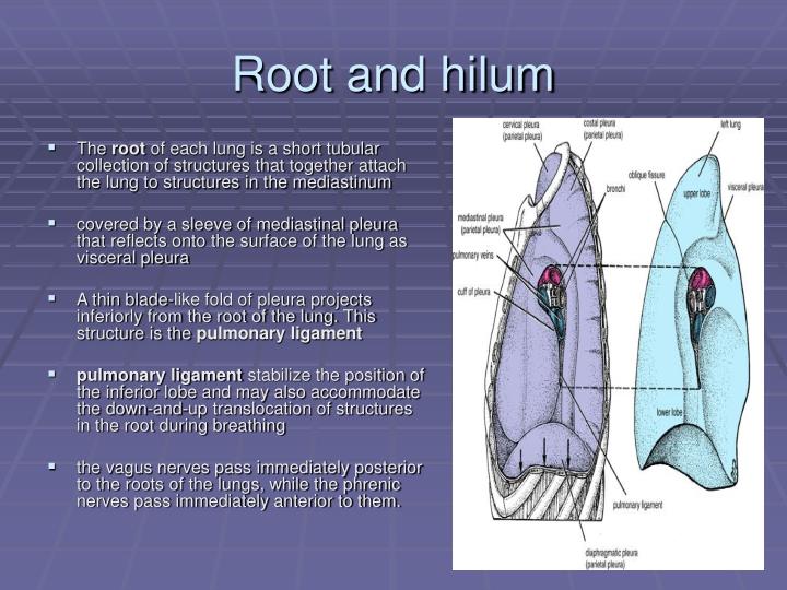 PPT - Trachea and lungs PowerPoint Presentation - ID:4779845