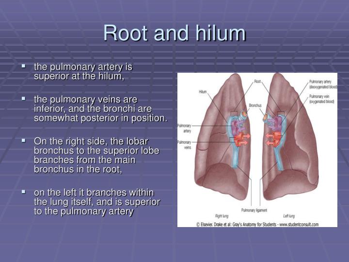 PPT - Trachea and lungs PowerPoint Presentation - ID:4779845