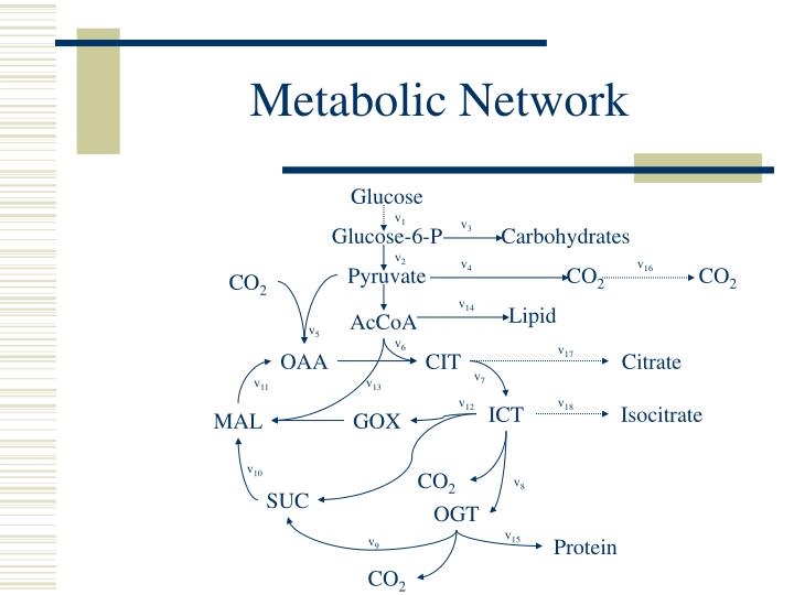 PPT - Metabolic Flux Analysis PowerPoint Presentation - ID:4779970
