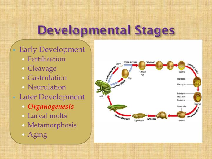 PPT - ORGANOGENESIS PowerPoint Presentation - ID:4780447