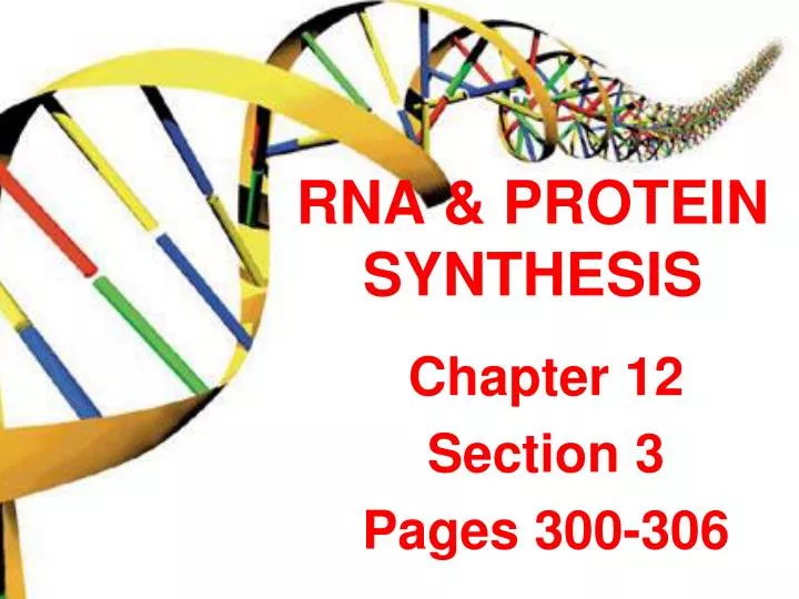 PPT - RNA & PROTEIN SYNTHESIS PowerPoint Presentation, free download ...