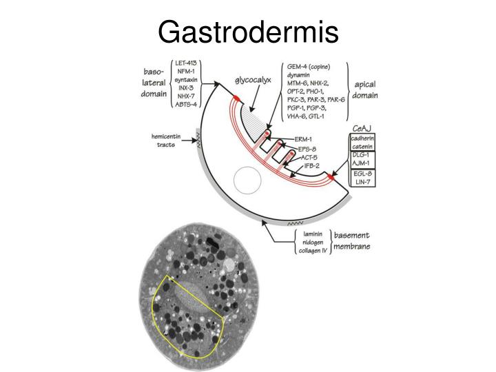 PPT - Nematodes Generalidades PowerPoint Presentation - ID:4780989