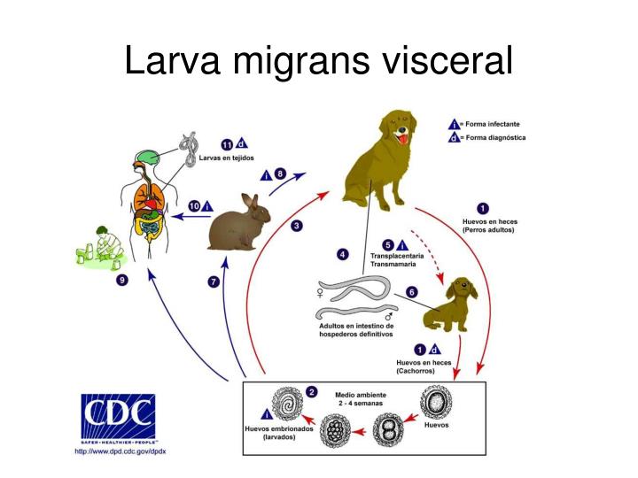 PPT - Nematodes Generalidades PowerPoint Presentation - ID:4780989