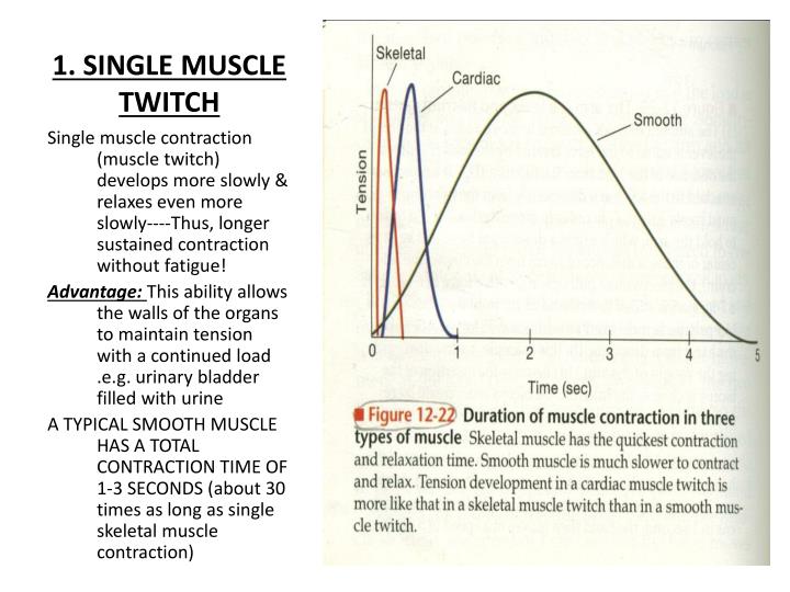 PPT - SMOOTH MUSCLE PowerPoint Presentation - ID:4781145