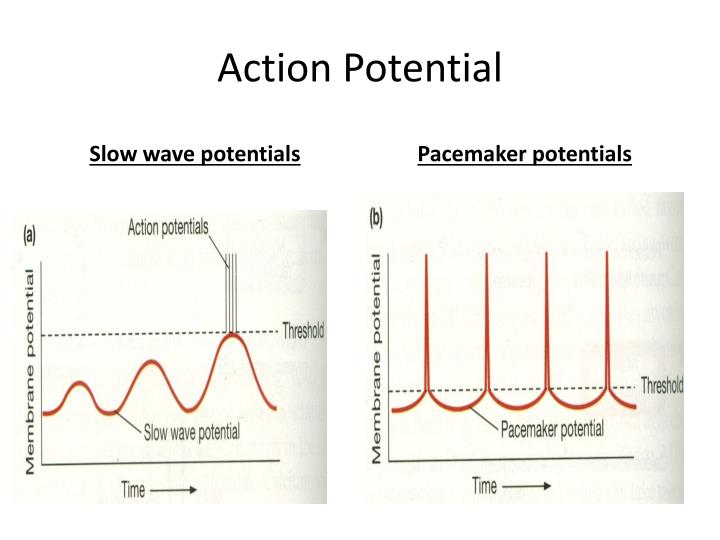 PPT - SMOOTH MUSCLE PowerPoint Presentation - ID:4781145