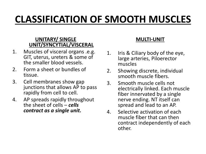 PPT - SMOOTH MUSCLE PowerPoint Presentation - ID:4781145