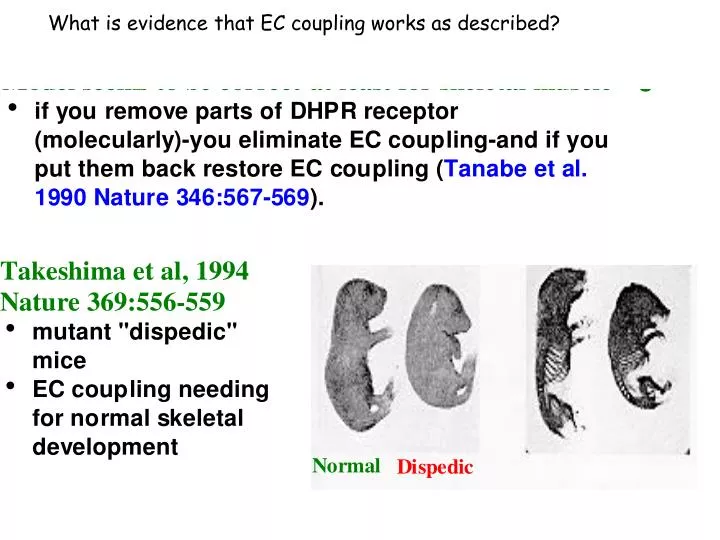 PPT - What is evidence that EC coupling works as described? PowerPoint ...