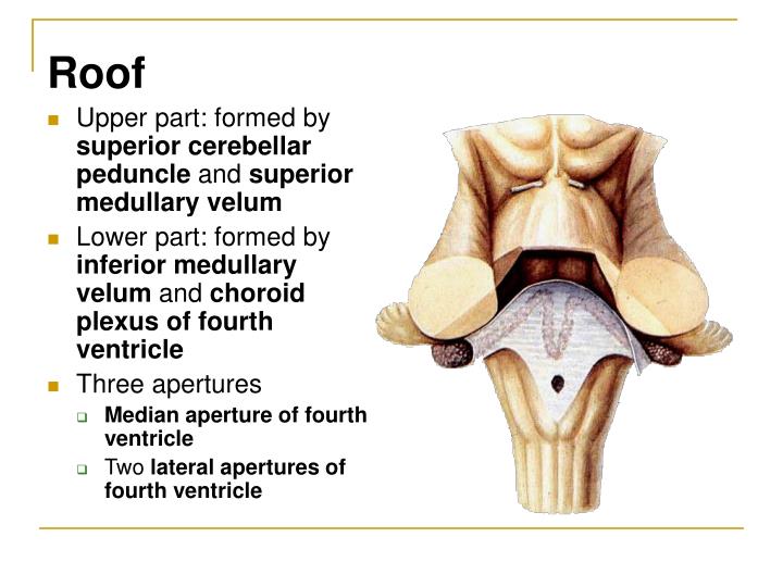 PPT - Brain stem PowerPoint Presentation - ID:4782573