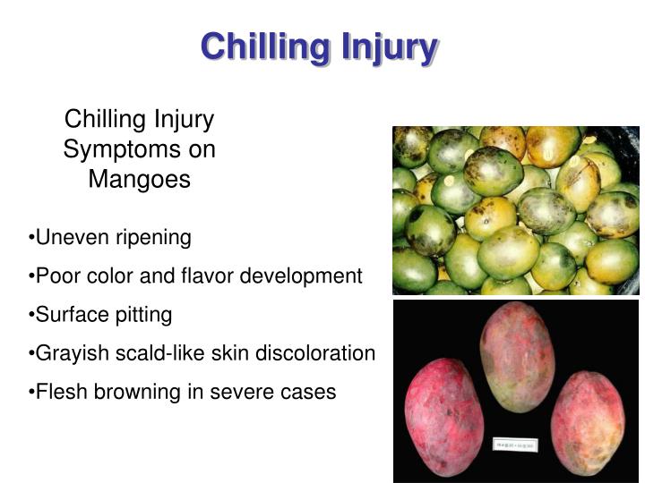 PPT - Postharvest Handling of Mango PowerPoint Presentation - ID:4783235