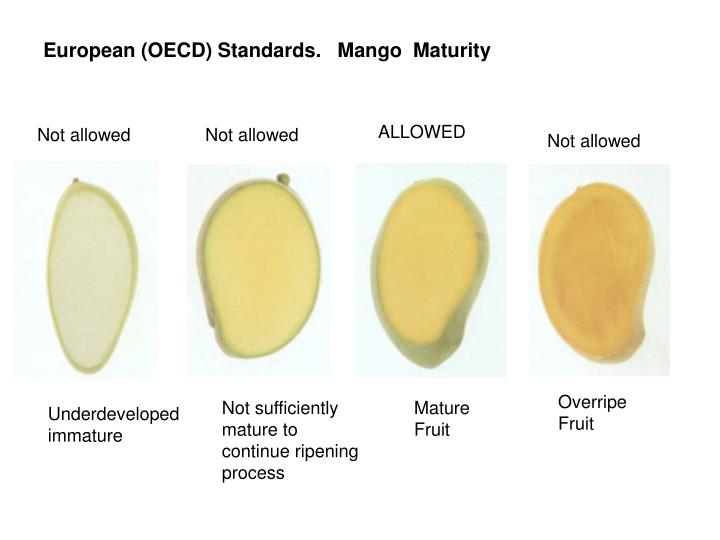 PPT - Postharvest Handling of Mango PowerPoint Presentation - ID:4783235