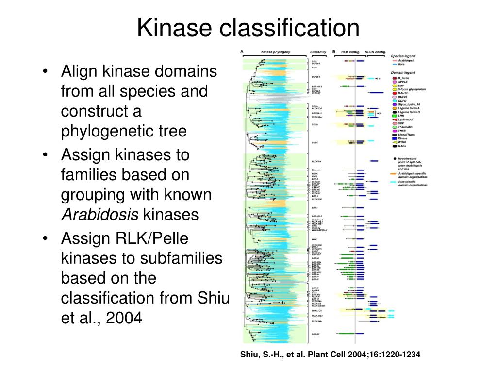 PPT - Evolutionary History and Stress Responsiveness of Plant Receptor ...