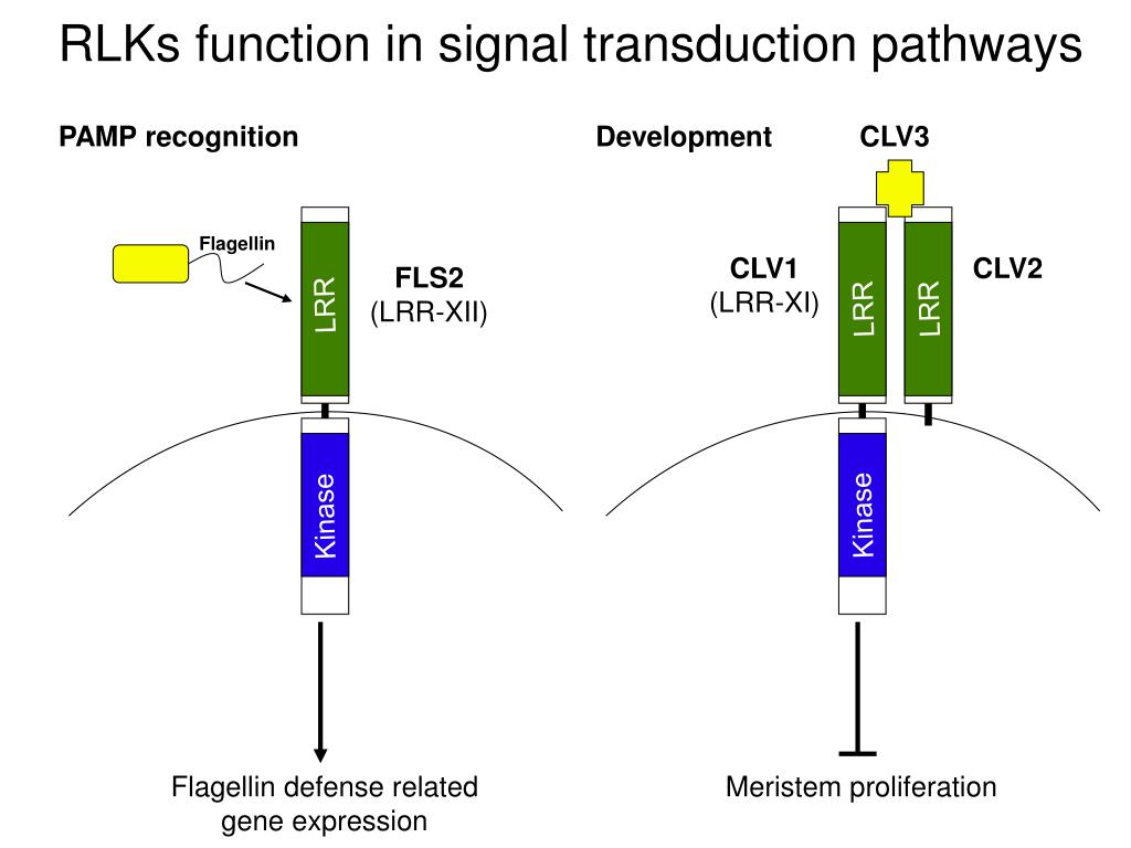 PPT - Evolutionary History and Stress Responsiveness of Plant Receptor ...