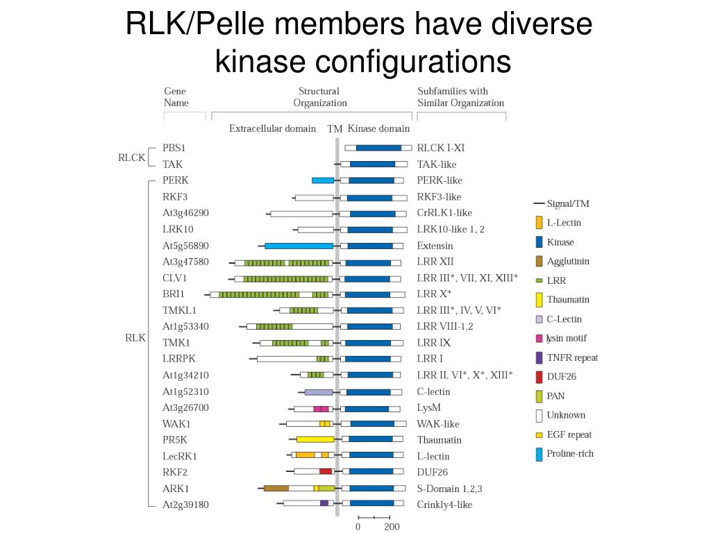 PPT - Evolutionary History and Stress Responsiveness of Plant Receptor ...