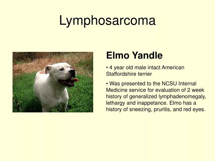 PPT - Lymphosarcoma PowerPoint Presentation, free download - ID:4785937