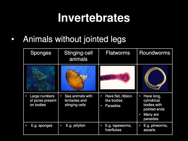 PPT - Diversity of Plant and Animal Life PowerPoint Presentation - ID ...