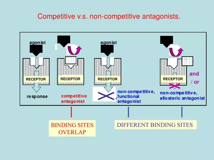 PPT - Competitive v.s. non-competitive antagonists. PowerPoint ...
