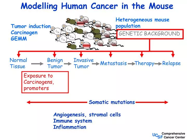 PPT - Normal Tissue PowerPoint Presentation, free download - ID:4786725