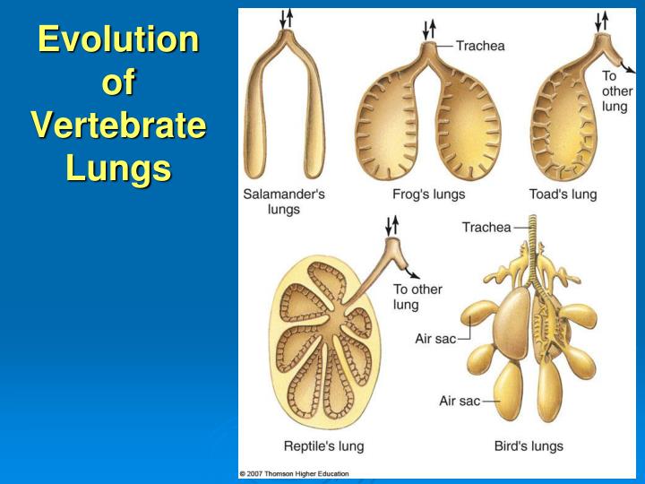 PPT - Gas Exchange PowerPoint Presentation - ID:4787068