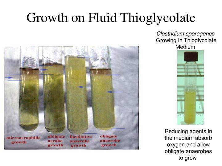 PPT - Clostridium Gas gangrene, tetanus, food poisoning ...