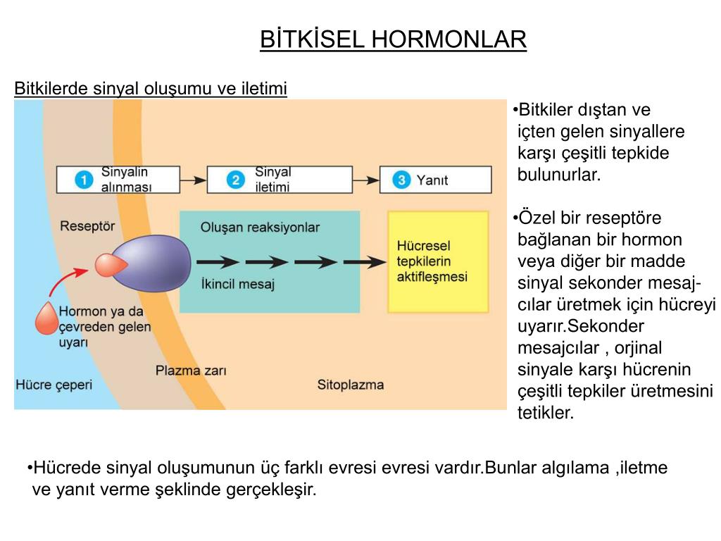 PPT - BİTKİLERDE BESLENME BÜYÜME VE HAREKET PowerPoint Presentation ...