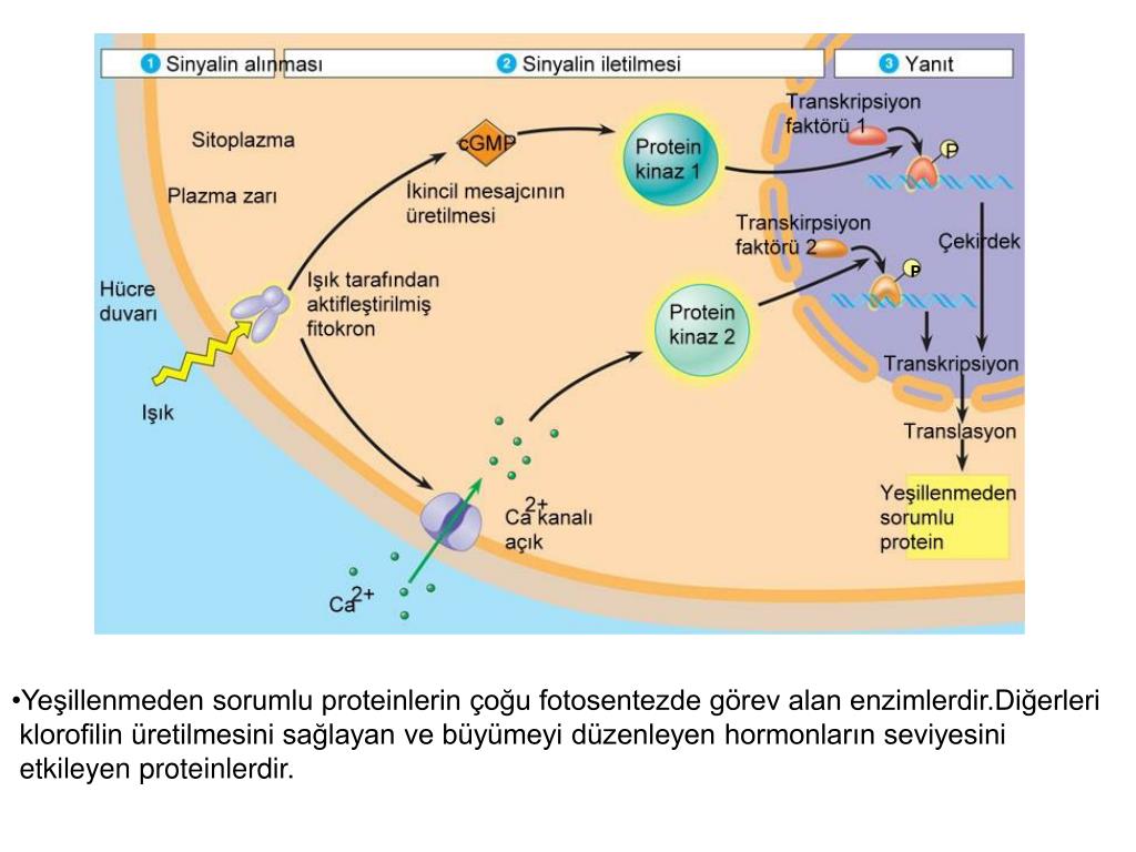 PPT - BİTKİLERDE BESLENME BÜYÜME VE HAREKET PowerPoint Presentation ...