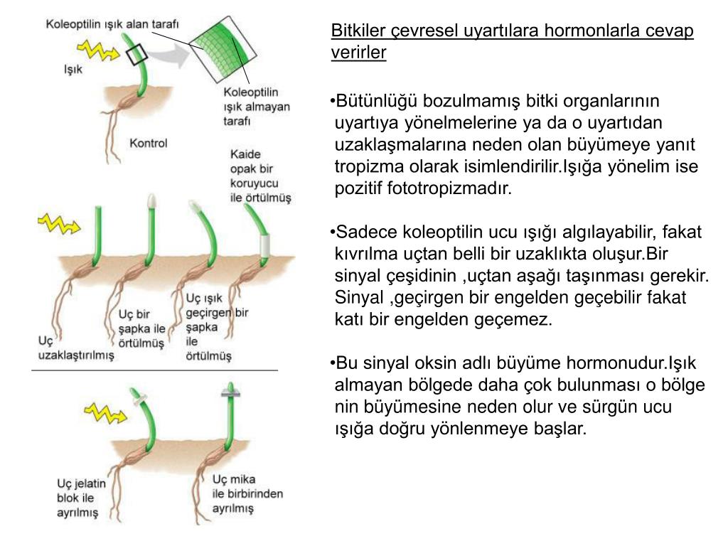 PPT - BİTKİLERDE BESLENME BÜYÜME VE HAREKET PowerPoint Presentation ...
