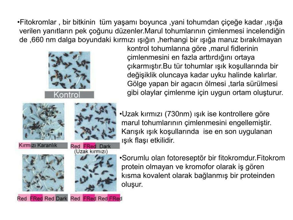 PPT - BİTKİLERDE BESLENME BÜYÜME VE HAREKET PowerPoint Presentation ...