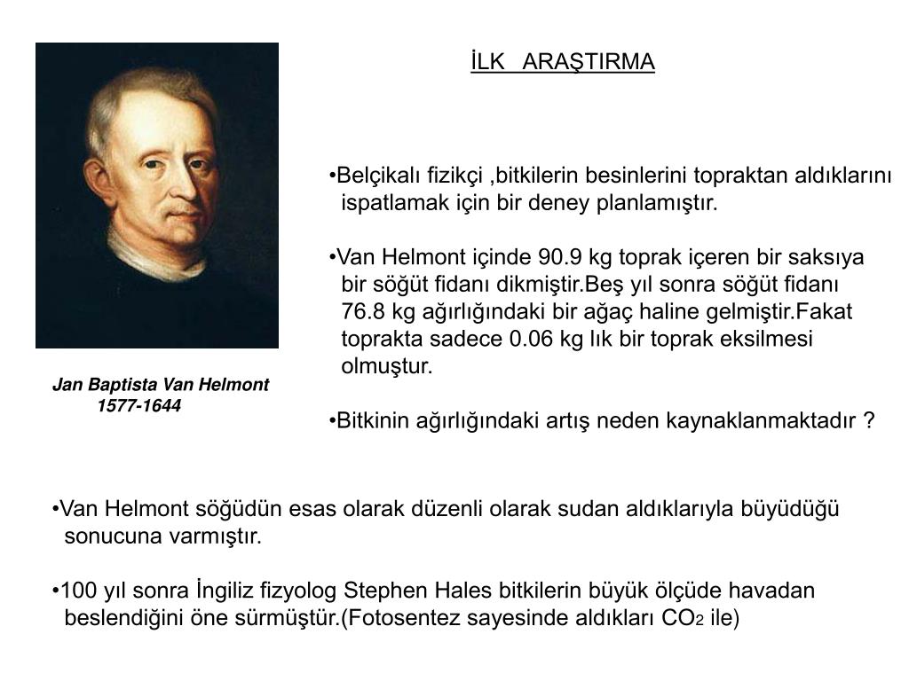 PPT - BİTKİLERDE BESLENME BÜYÜME VE HAREKET PowerPoint Presentation ...