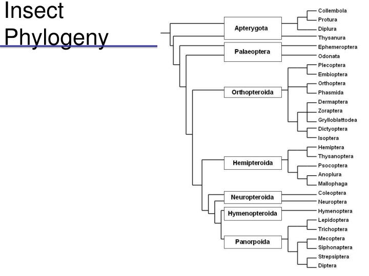 PPT - Master Gardener Information (Statewide Program) PowerPoint ...