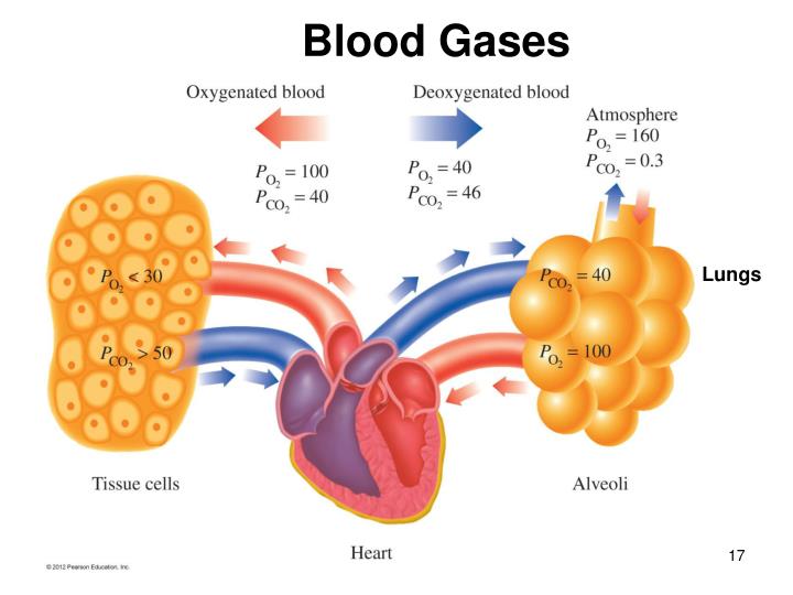 PPT - Gay-Lussac’s Law: P and T PowerPoint Presentation - ID:4788531