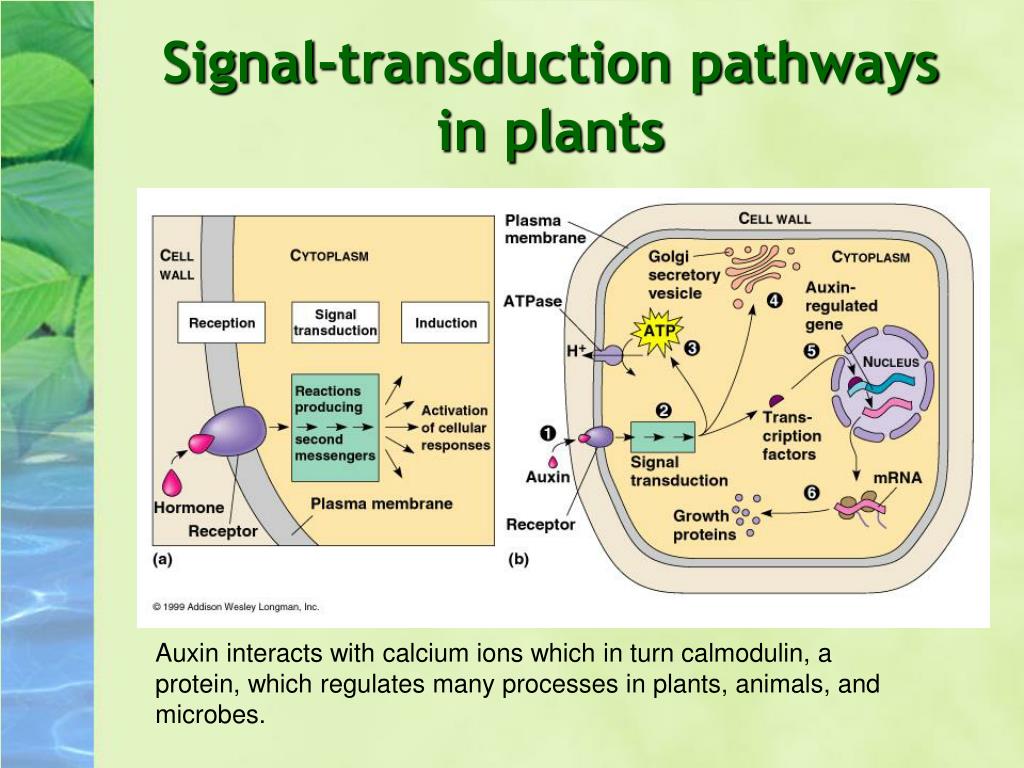 Auxin Signaling Pathway