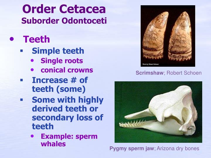 PPT - Marine Mammals: Part 4 PowerPoint Presentation - ID:4790198