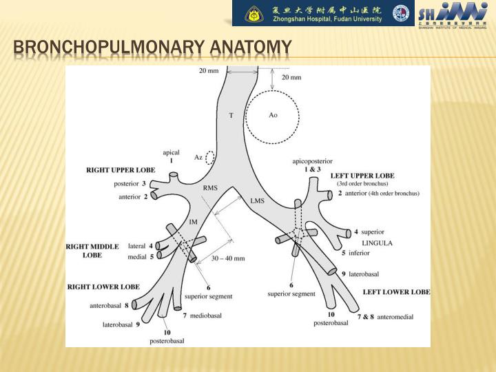 PPT - Radiology of Respiratory System PowerPoint Presentation - ID:4792657
