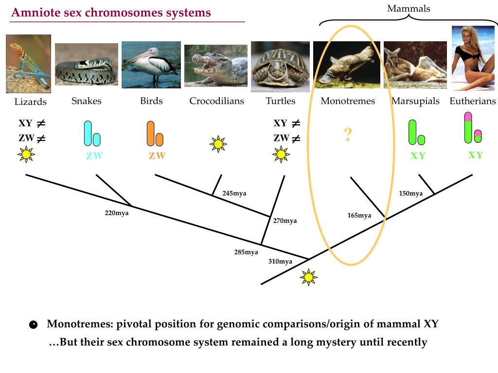 Ppt Sex Chromosome Evolution In Vertebrates Powerpoint Presentation