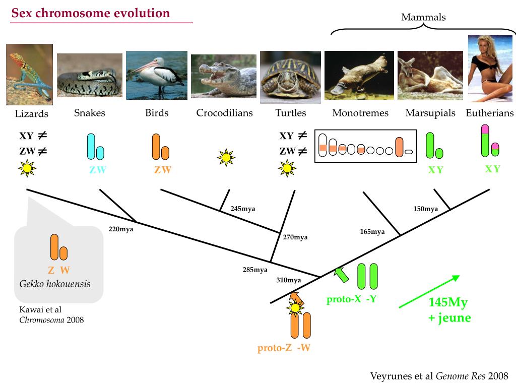 Ppt Sex Chromosome Evolution In Vertebrates Powerpoint Presentation
