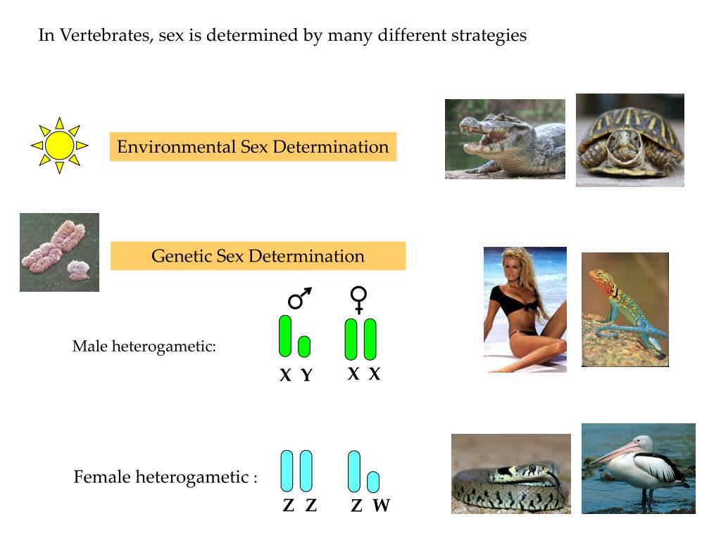 Ppt Sex Chromosome Evolution In Vertebrates Powerpoint Presentation