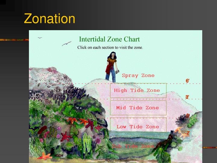 PPT - Ecosystem (Rocky Shore) PowerPoint Presentation - ID:4797374