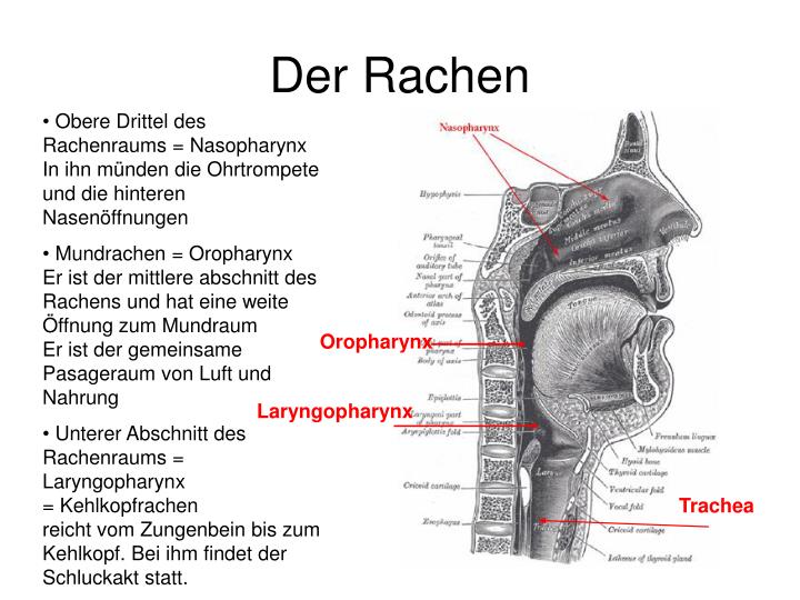 PPT - Hals / Nase / Ohren Zusammenfassung PowerPoint Presentation - ID ...
