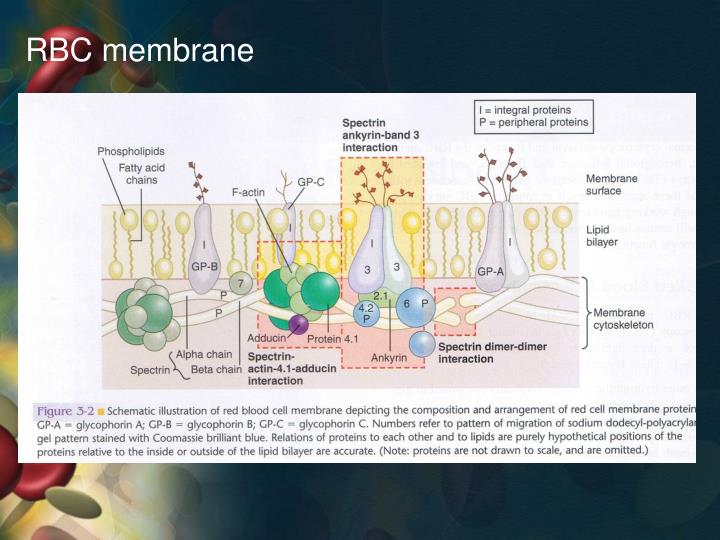 PPT - Red Blood Cell Disorders PowerPoint Presentation - ID:4797840