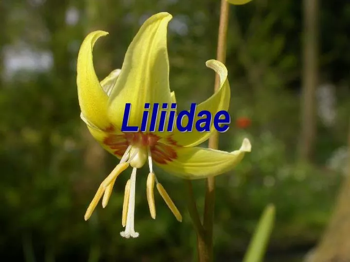 PPT - Liliidae PowerPoint Presentation, free download - ID:4798003