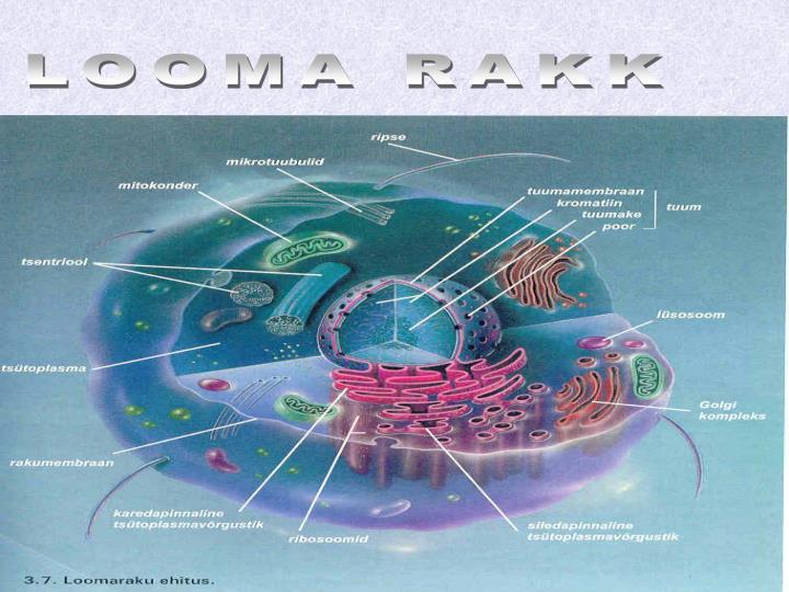 PPT - Rakud PowerPoint Presentation - ID:4798377