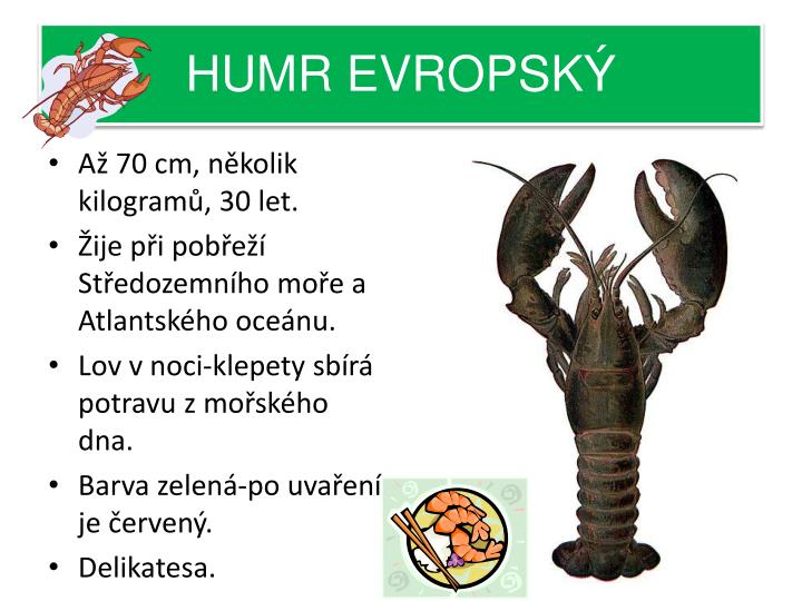 PPT - KORÝŠI PowerPoint Presentation - ID:4798421