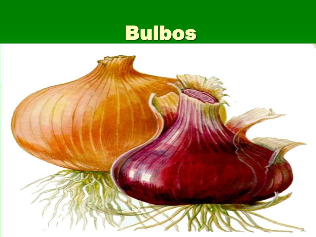 PPT - Morfofisiologia vegetal e movimentos vegetais PowerPoint ...