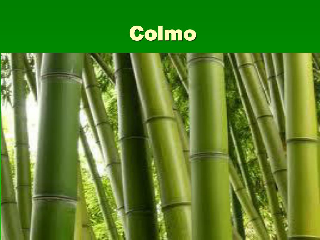 PPT - Morfofisiologia vegetal e movimentos vegetais PowerPoint ...