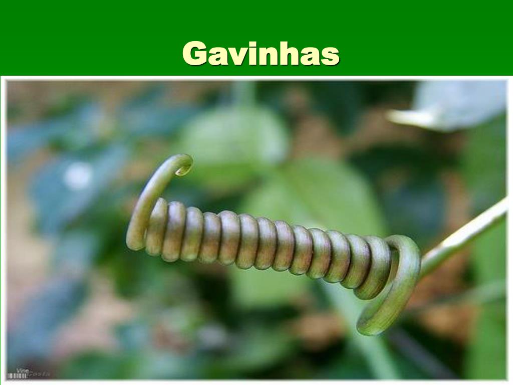 PPT - Morfofisiologia vegetal e movimentos vegetais PowerPoint Presentation - ID:4798533