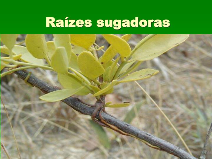 PPT - Morfofisiologia vegetal e movimentos vegetais PowerPoint ...
