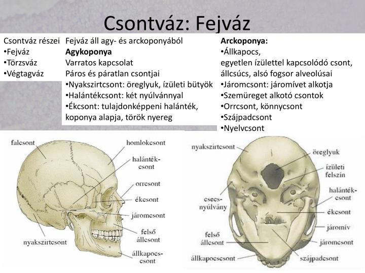 PPT - Vázrendszer PowerPoint Presentation - ID:4799188